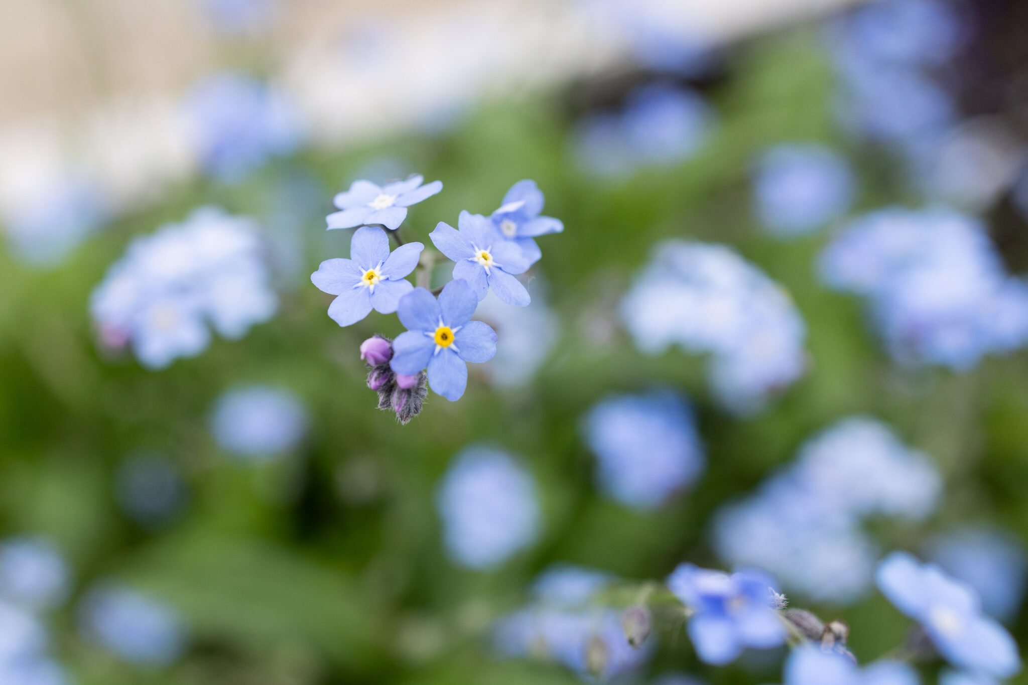 Donating in memory - Forget Me Not Children’s Hospice